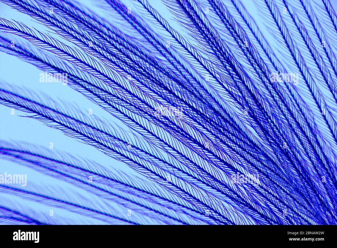 bird feather under the microscope Stock Photo - Alamy