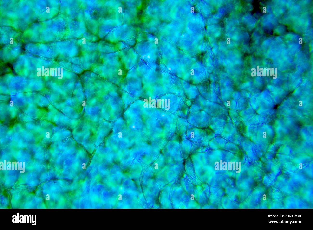 Under the microscope plants cells Stock Photo - Alamy