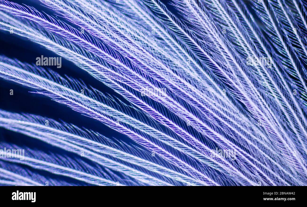 bird feather under the microscope Stock Photo - Alamy