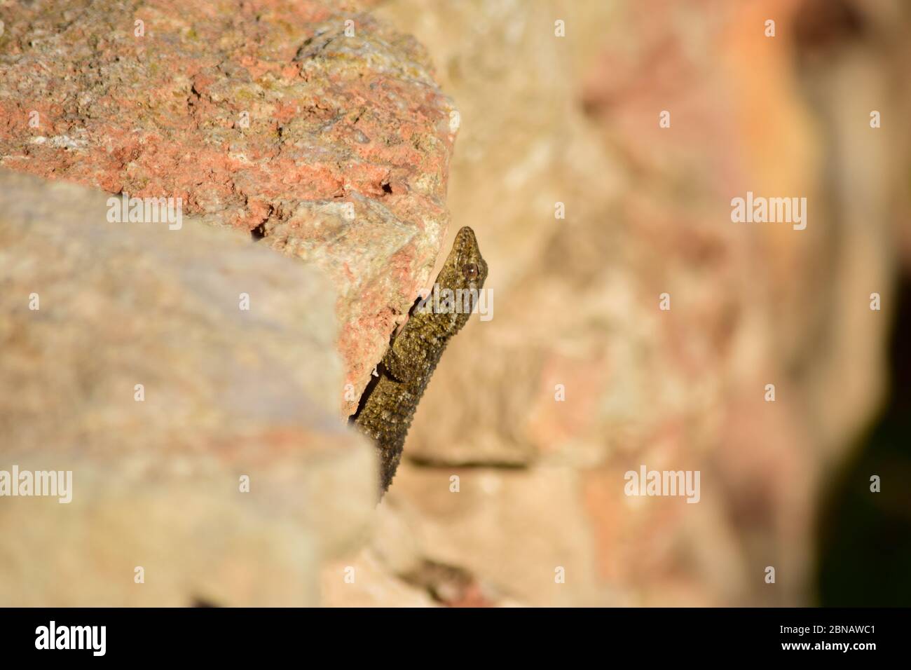 Selective focus of a Moorish Gecko crawling on the rocks under the ...