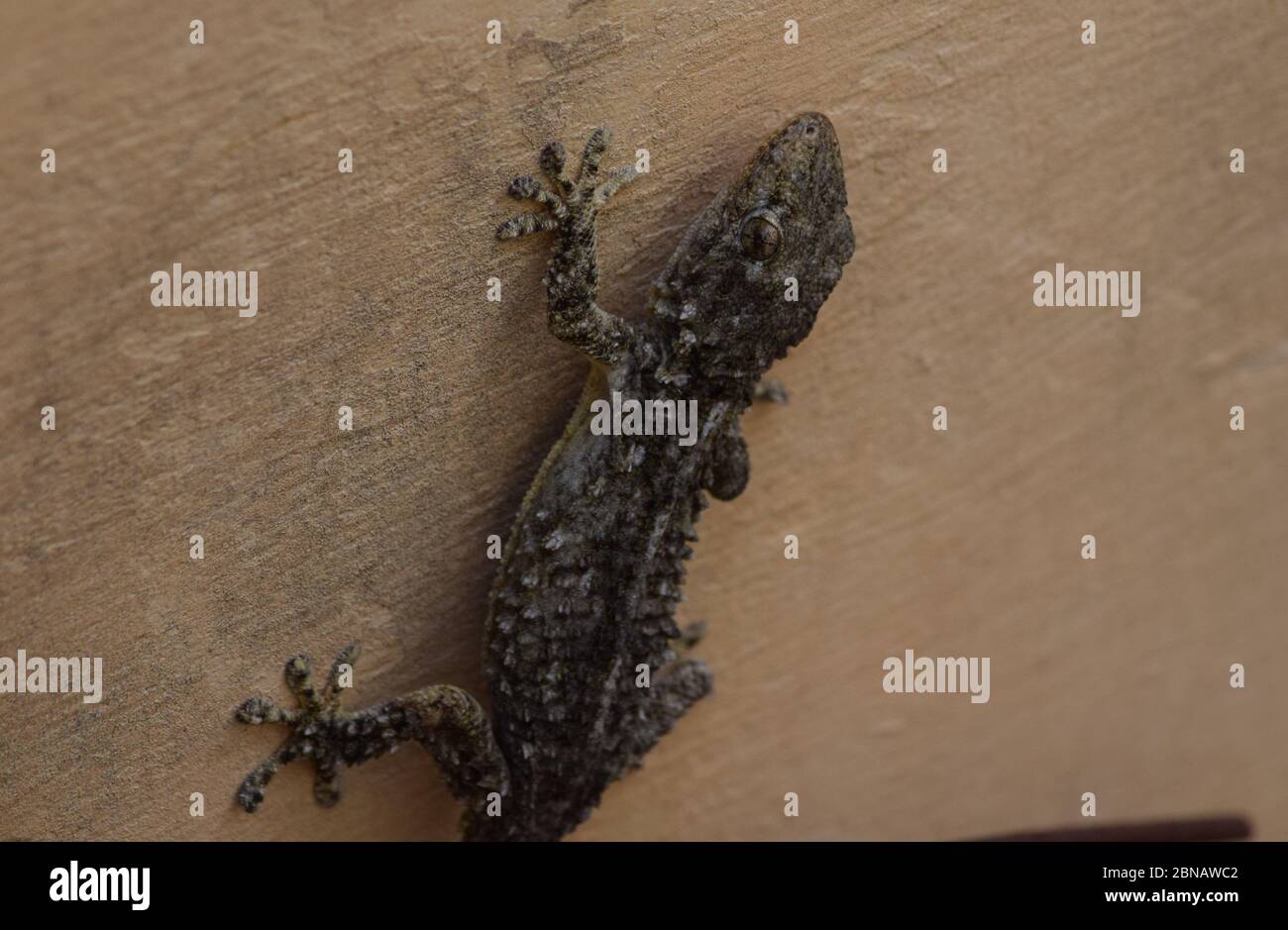 Closeup of a Moorish Gecko crawling on the walls under the lights in ...