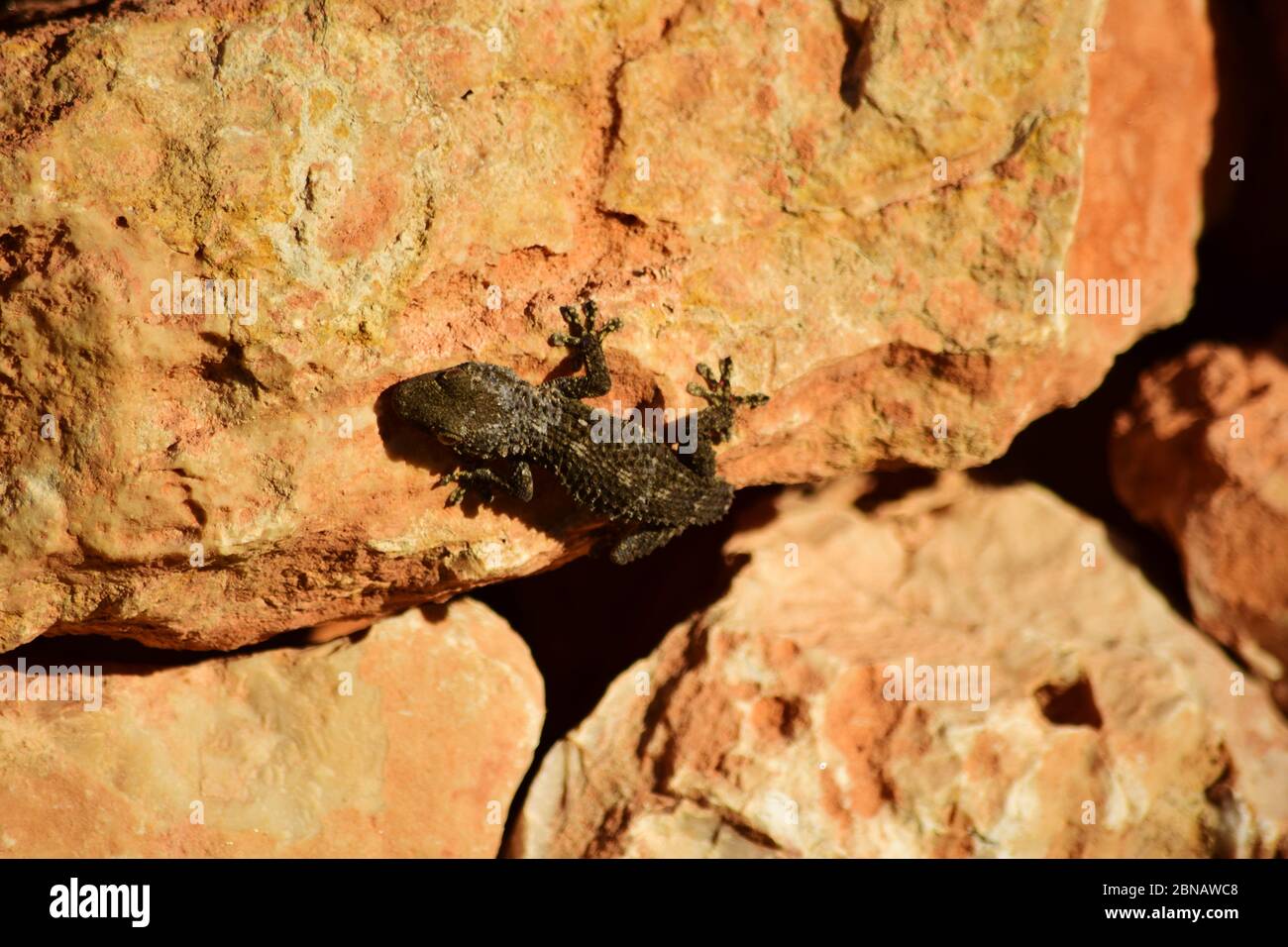 Moorish Gecko crawling on the rocks under the sunlight at daytime in ...