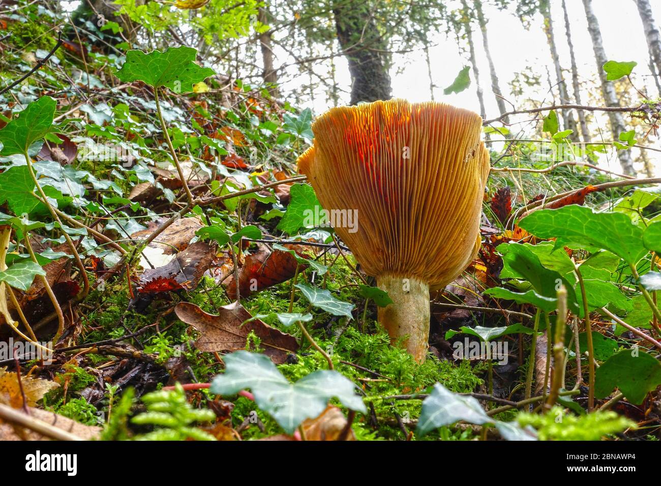 Fungi fungus brown woods hi-res stock photography and images - Alamy