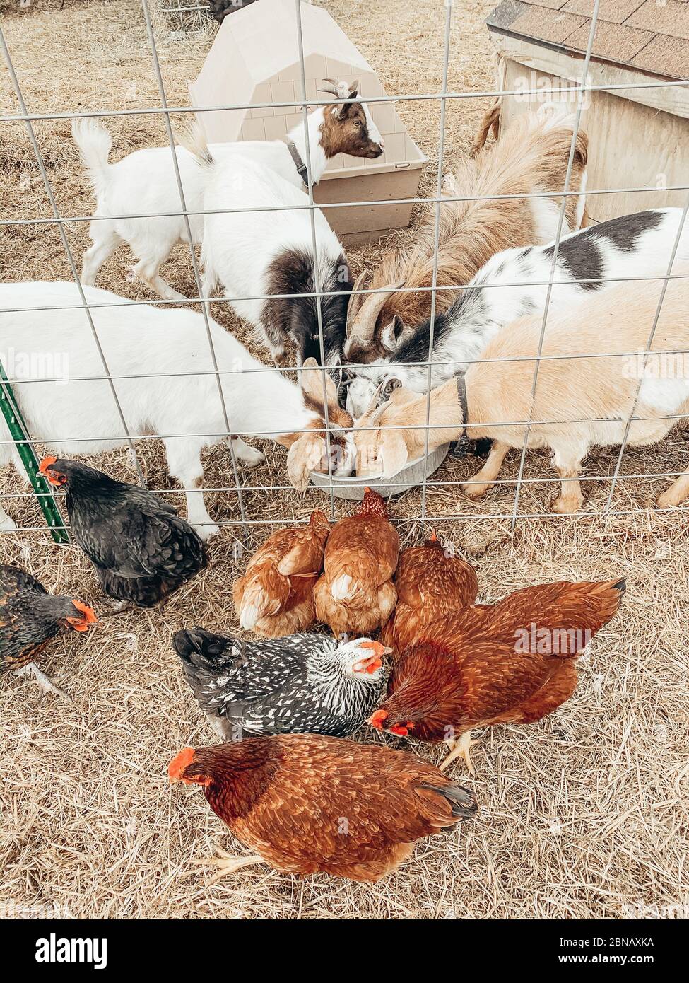 High Angle Shot Animals