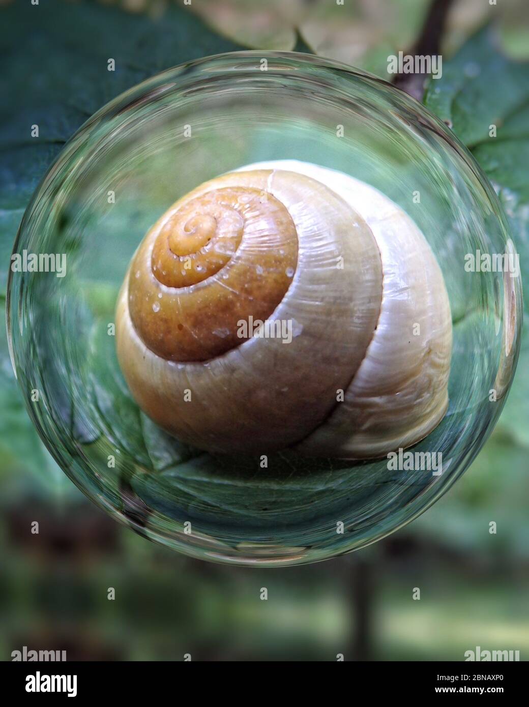 Bubble shell hi-res stock photography and images - Alamy