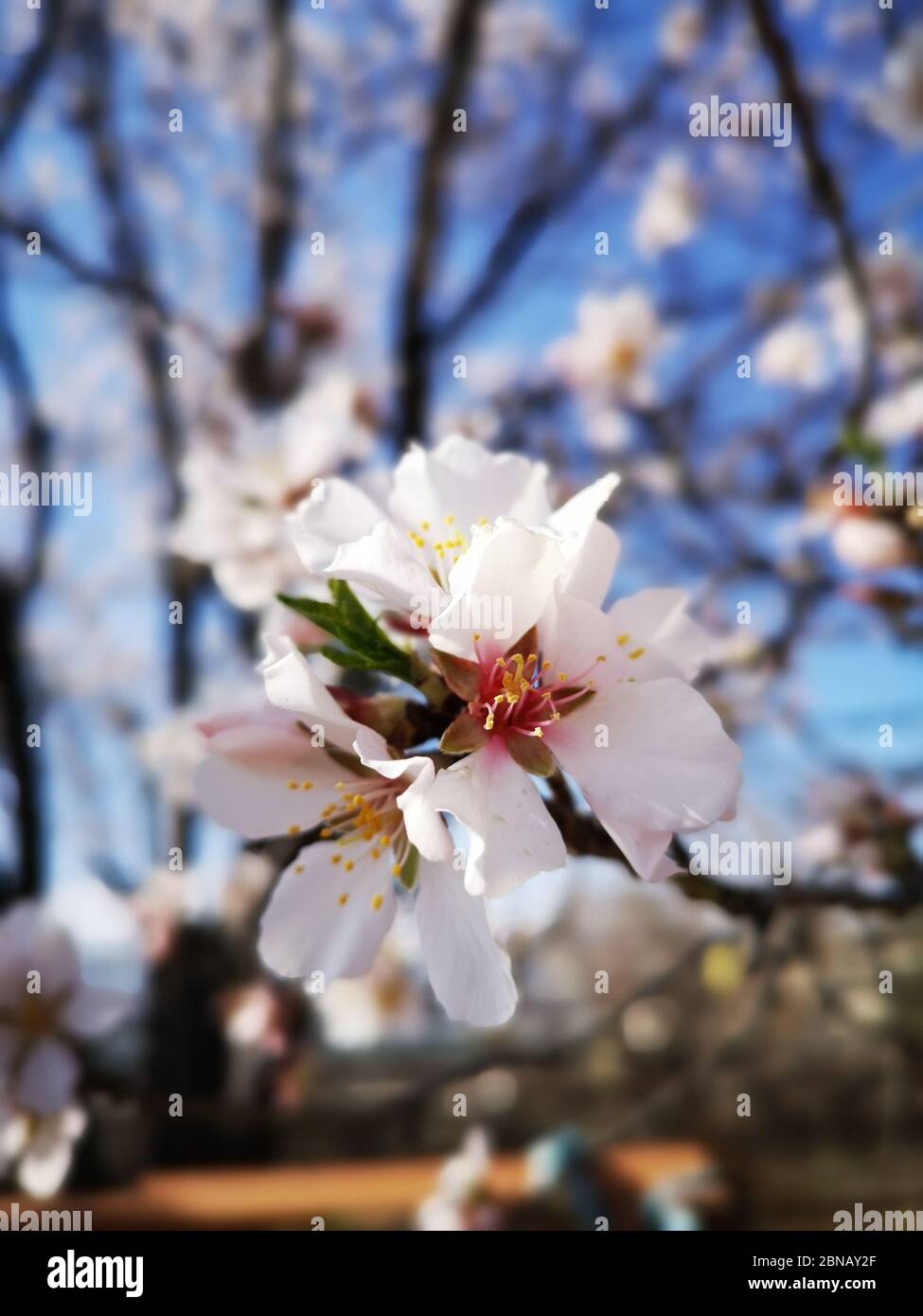 Beautiful almond blossom nature hi-res stock photography and images - Alamy