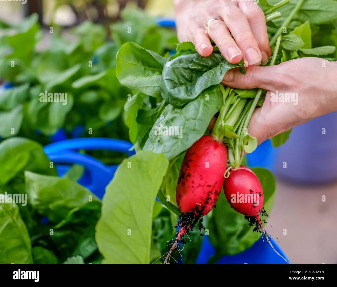 Radish spinach plants hi-res stock photography and images - Alamy