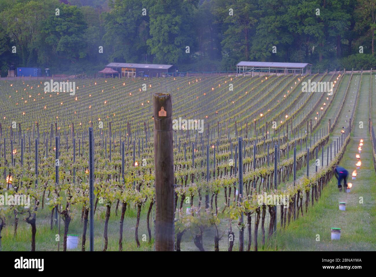 Frost Damage Rose High Resolution Stock Photography and Images - Alamy