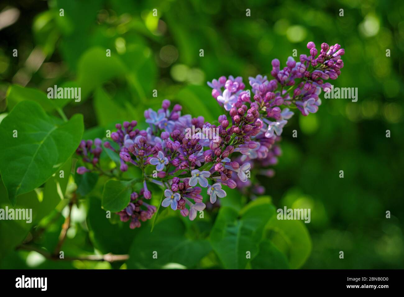 Beautiful blooming lilac branch hi-res stock photography and images - Alamy