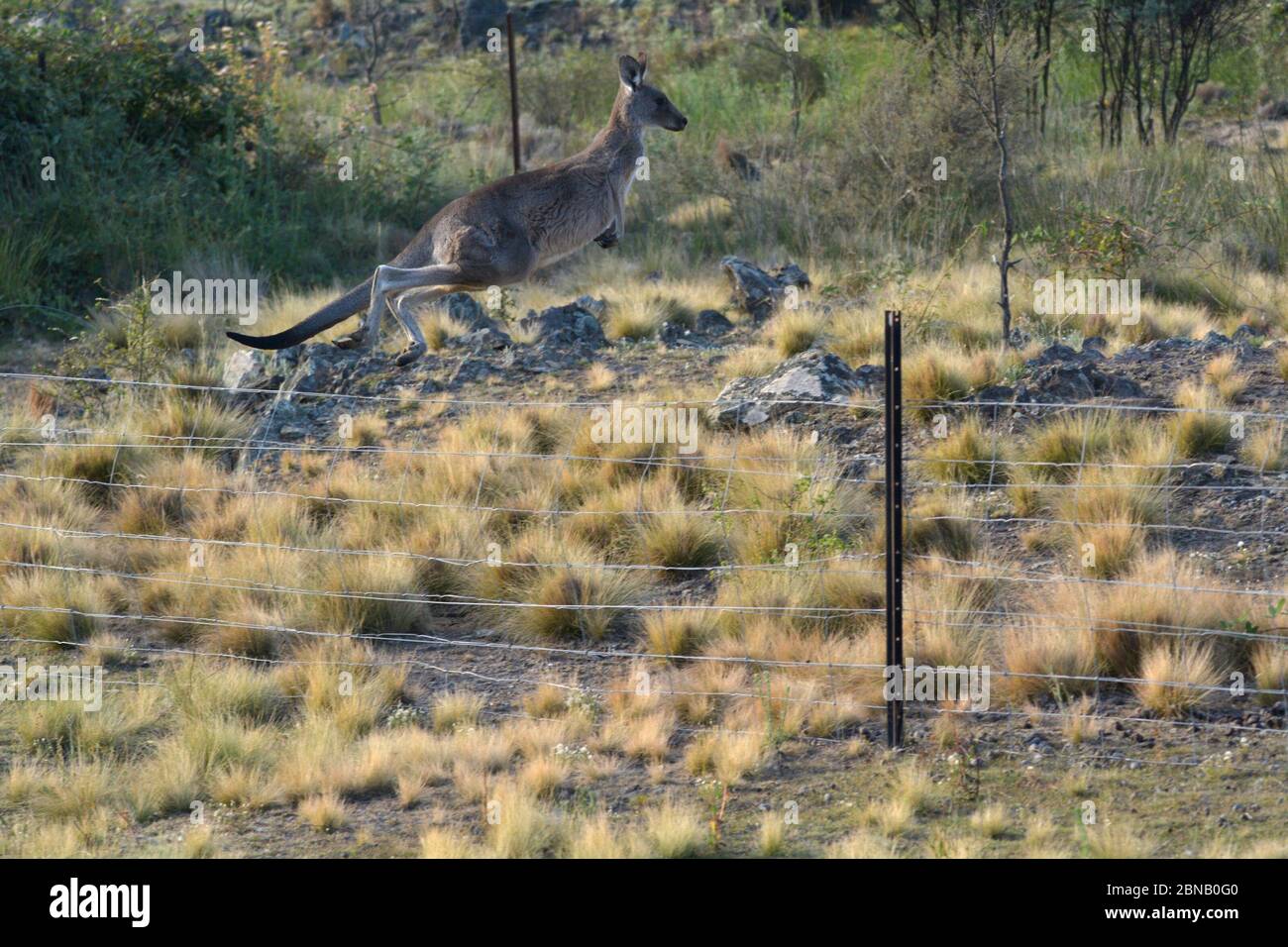 Kangaroo Fence High Resolution Stock Photography and Images - Alamy