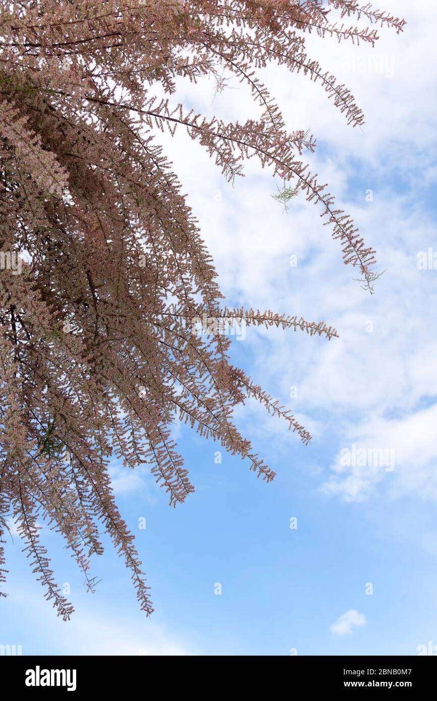 Tamarix (tamarisk, salt cedar Stock Photo - Alamy