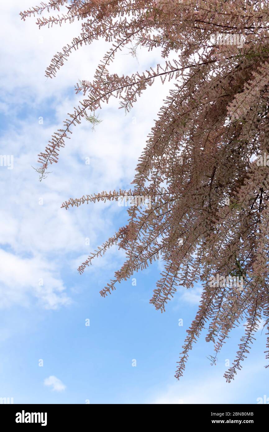 Tamarix (tamarisk, salt cedar Stock Photo - Alamy