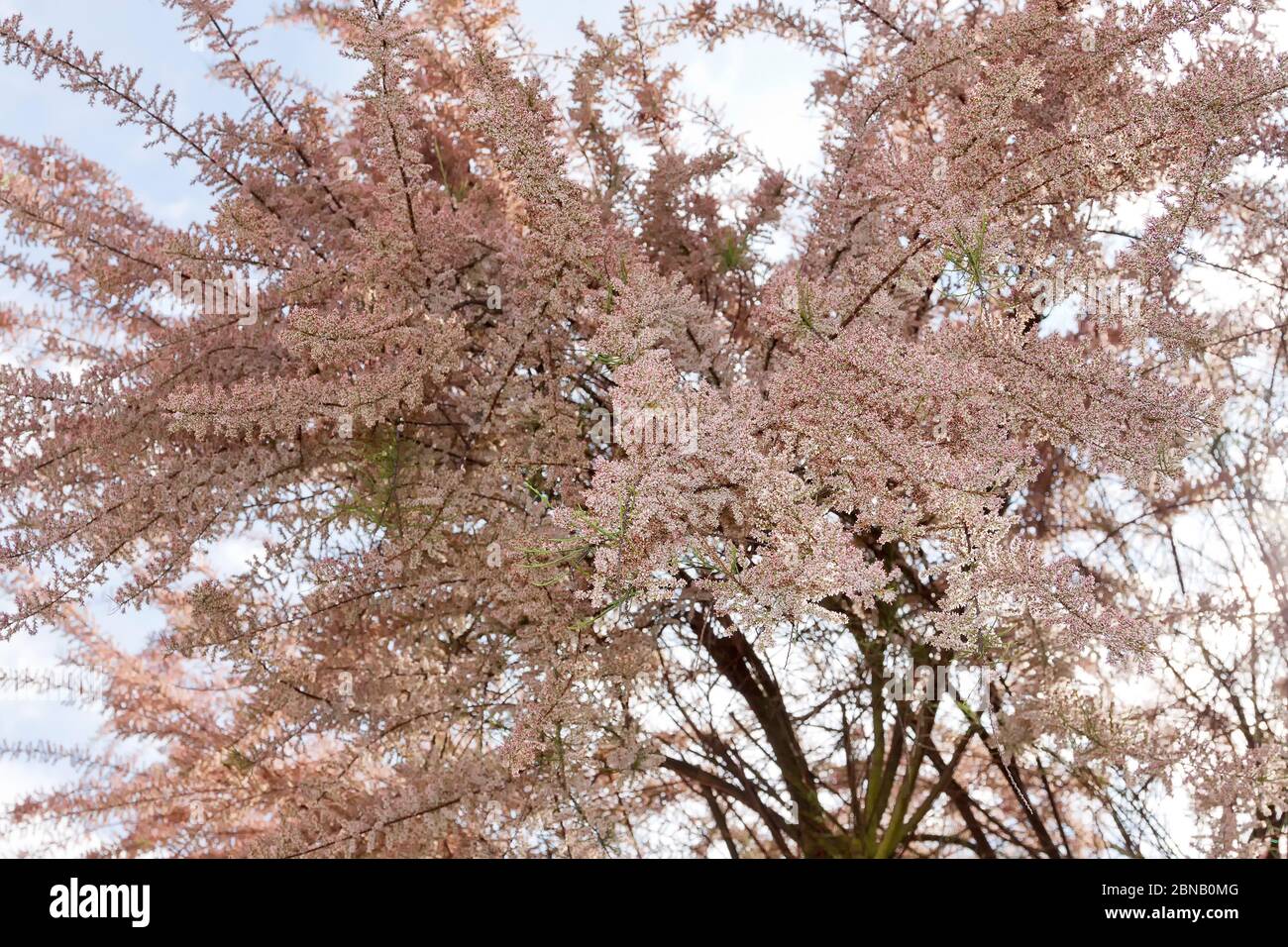 Tamarix (tamarisk, salt cedar Stock Photo - Alamy