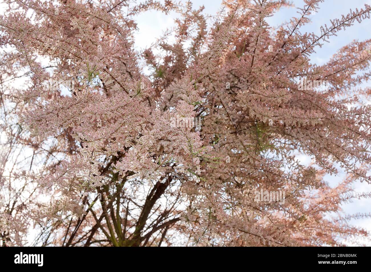 Tamarix (tamarisk, salt cedar Stock Photo - Alamy