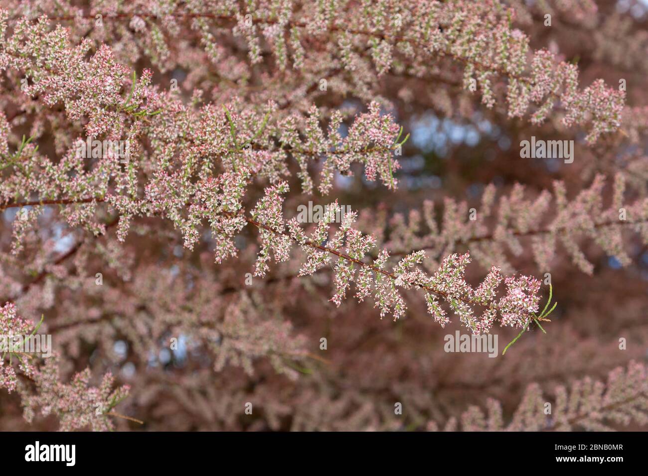 Tamarix (tamarisk, salt cedar Stock Photo - Alamy