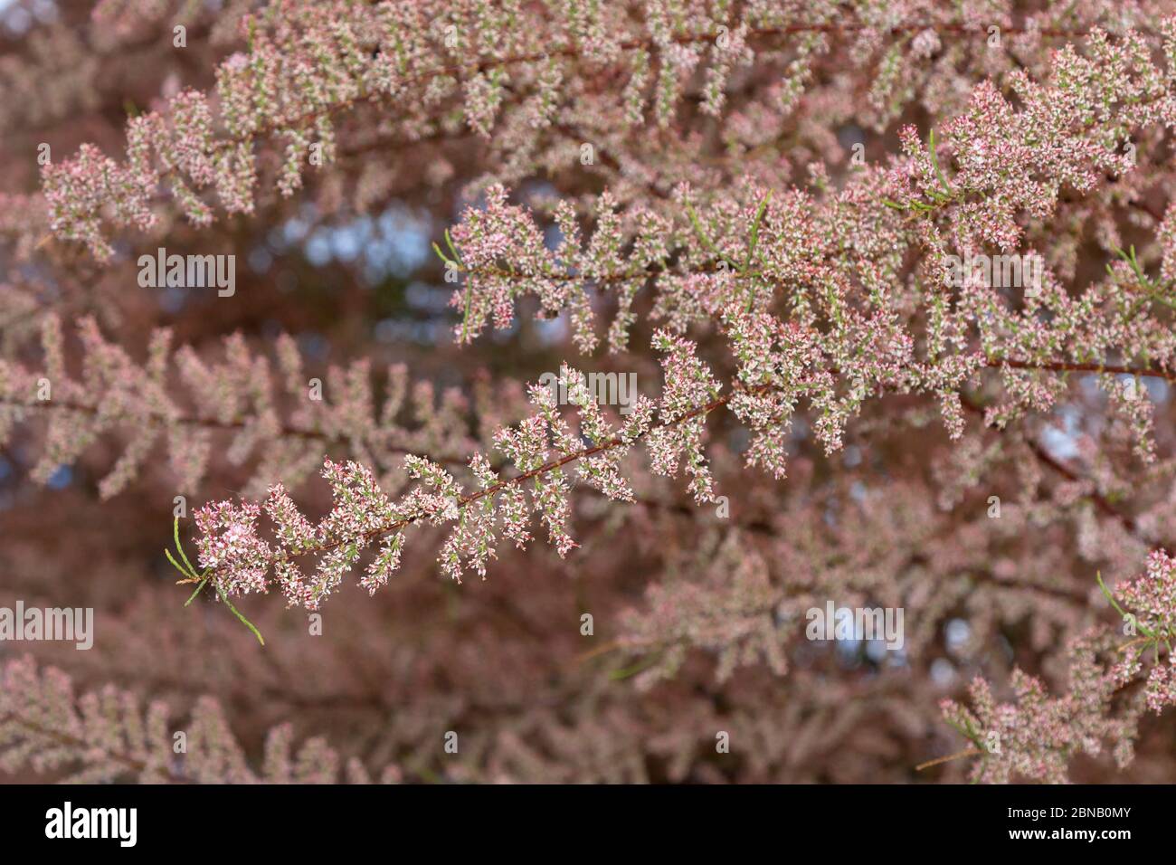 Tamarix (tamarisk, salt cedar Stock Photo - Alamy