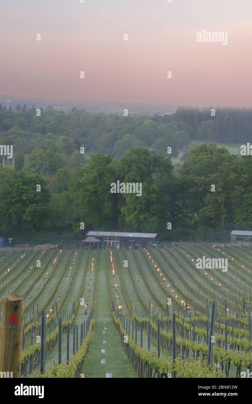 Rose Wines Vineyard High Resolution Stock Photography and Images - Alamy