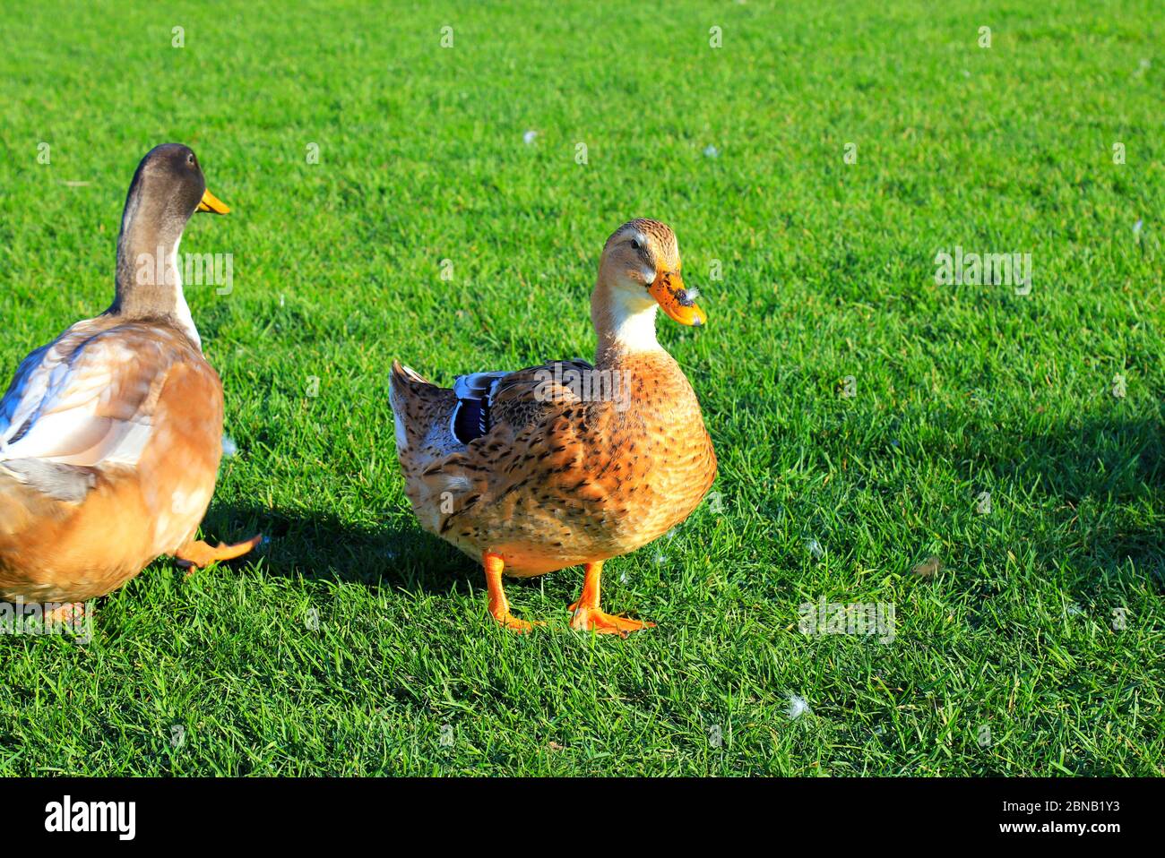 Large yellow ducks are walking on the green lawn. Poultry, farm in the ...