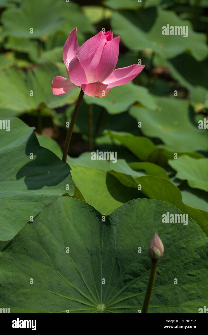 Water lily flower bali indonesia hi-res stock photography and images ...