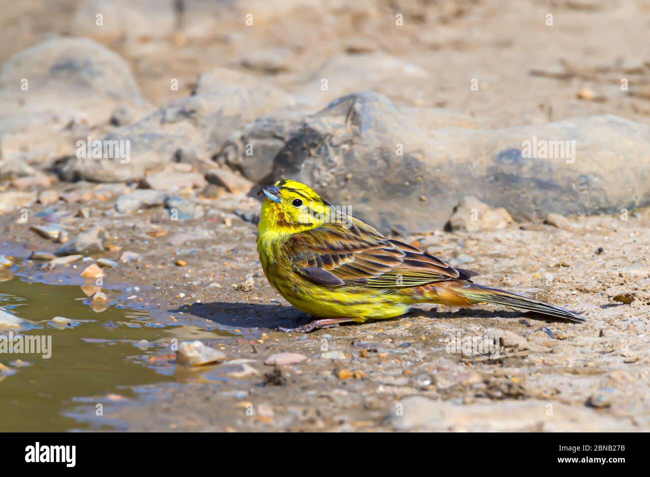 Male Yellowhammer Emberiza citrinella with deformed bill comes down to ...