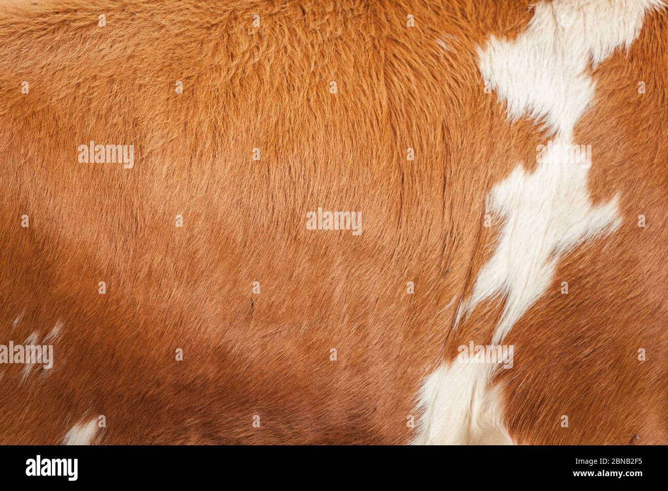 body texture from a bovine Stock Photo - Alamy