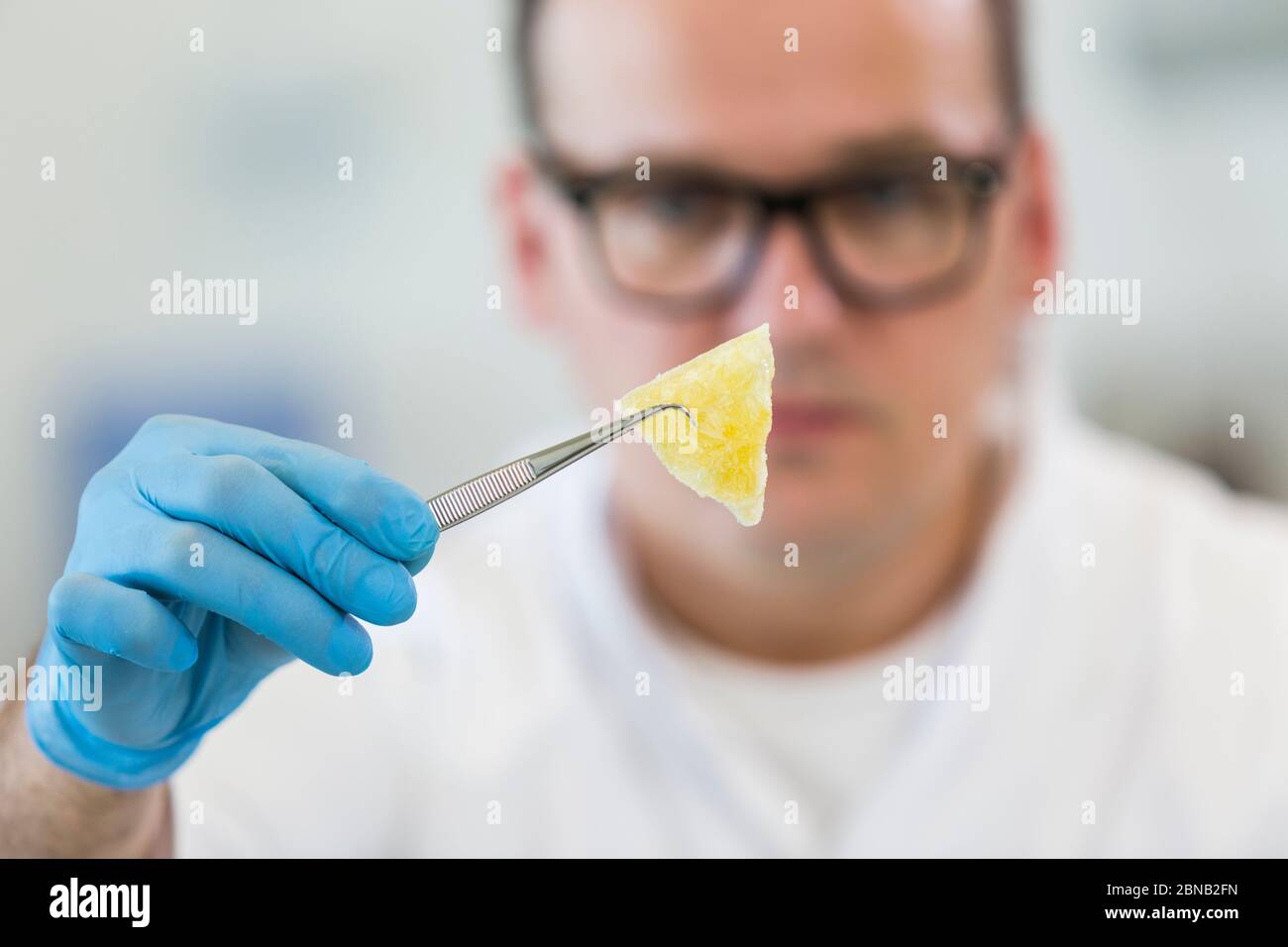 Male chemical scientist inspects hemp CBD terpenes in crystal in ...
