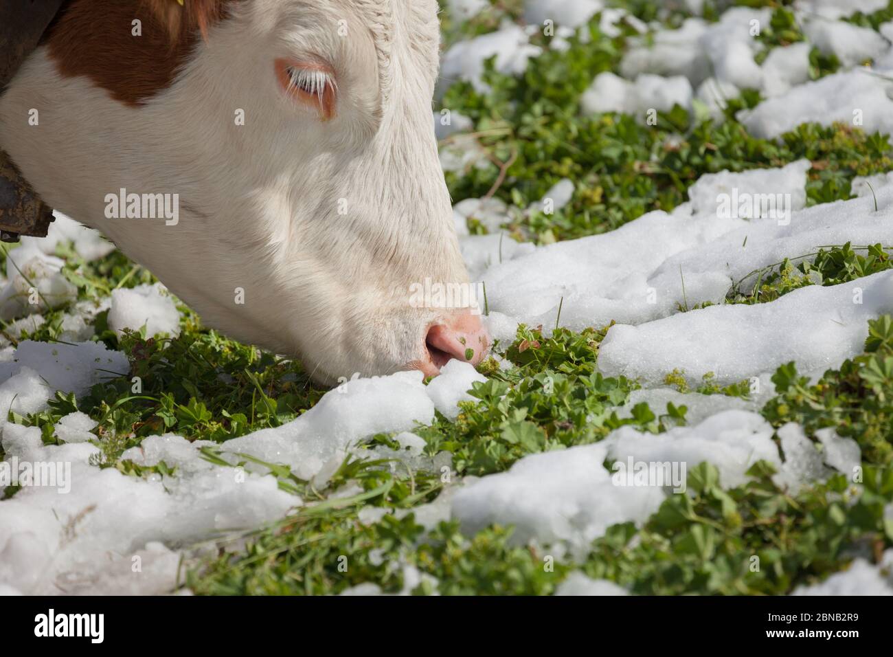 A brown alpine cow in a green pasture covered with snow in Dolomites ...