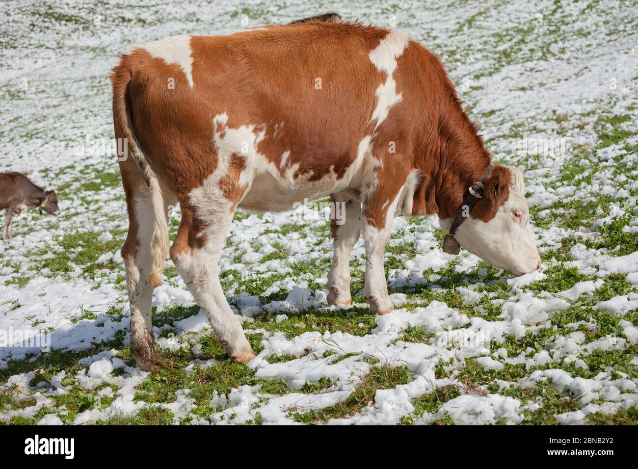 A brown alpine cow in a green pasture covered with snow in Dolomites ...