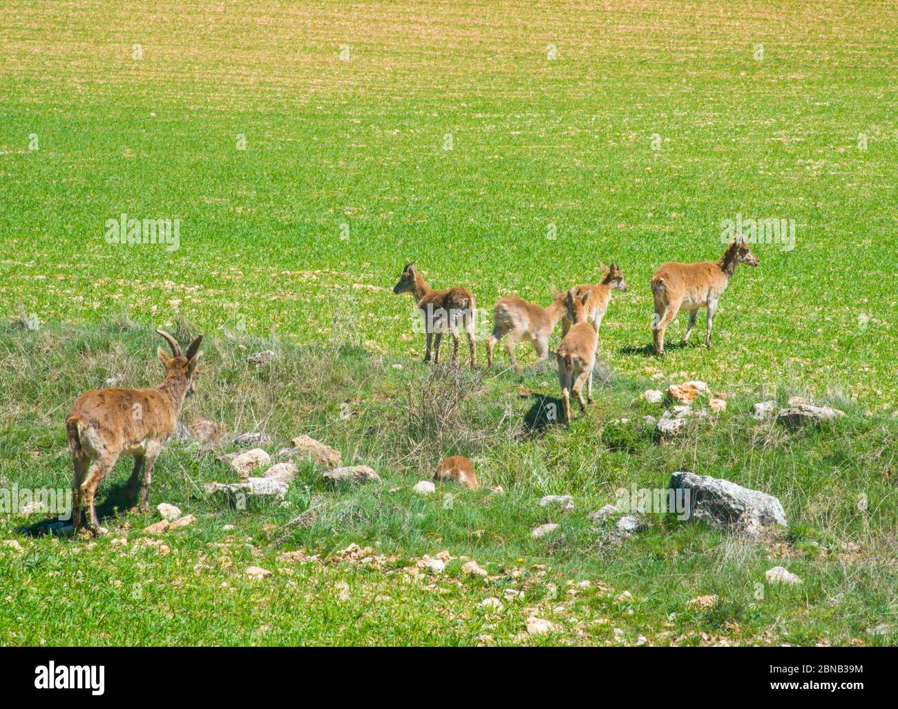 Family of wild goats Stock Photo - Alamy