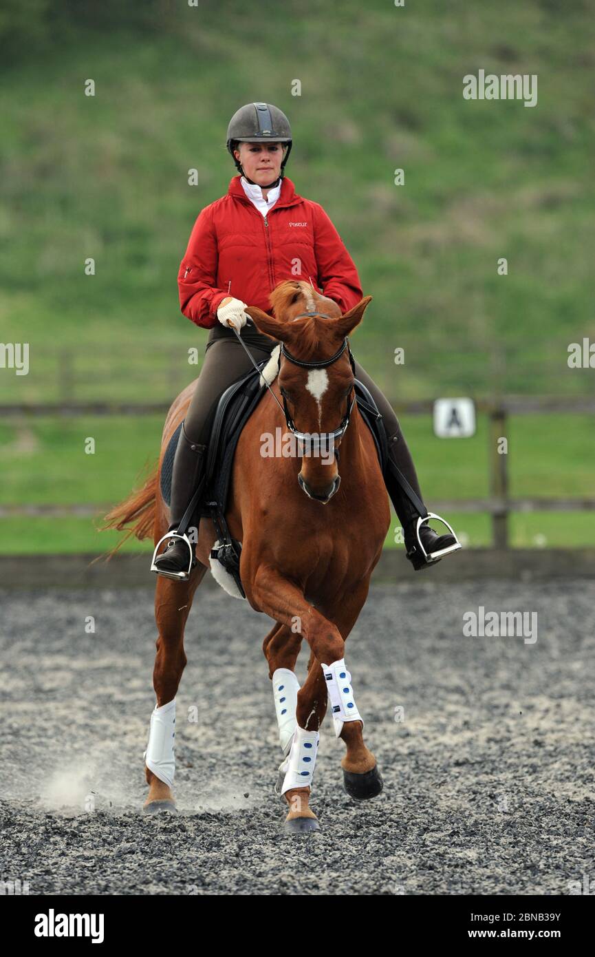 Dressage schools hi-res stock photography and images - Alamy