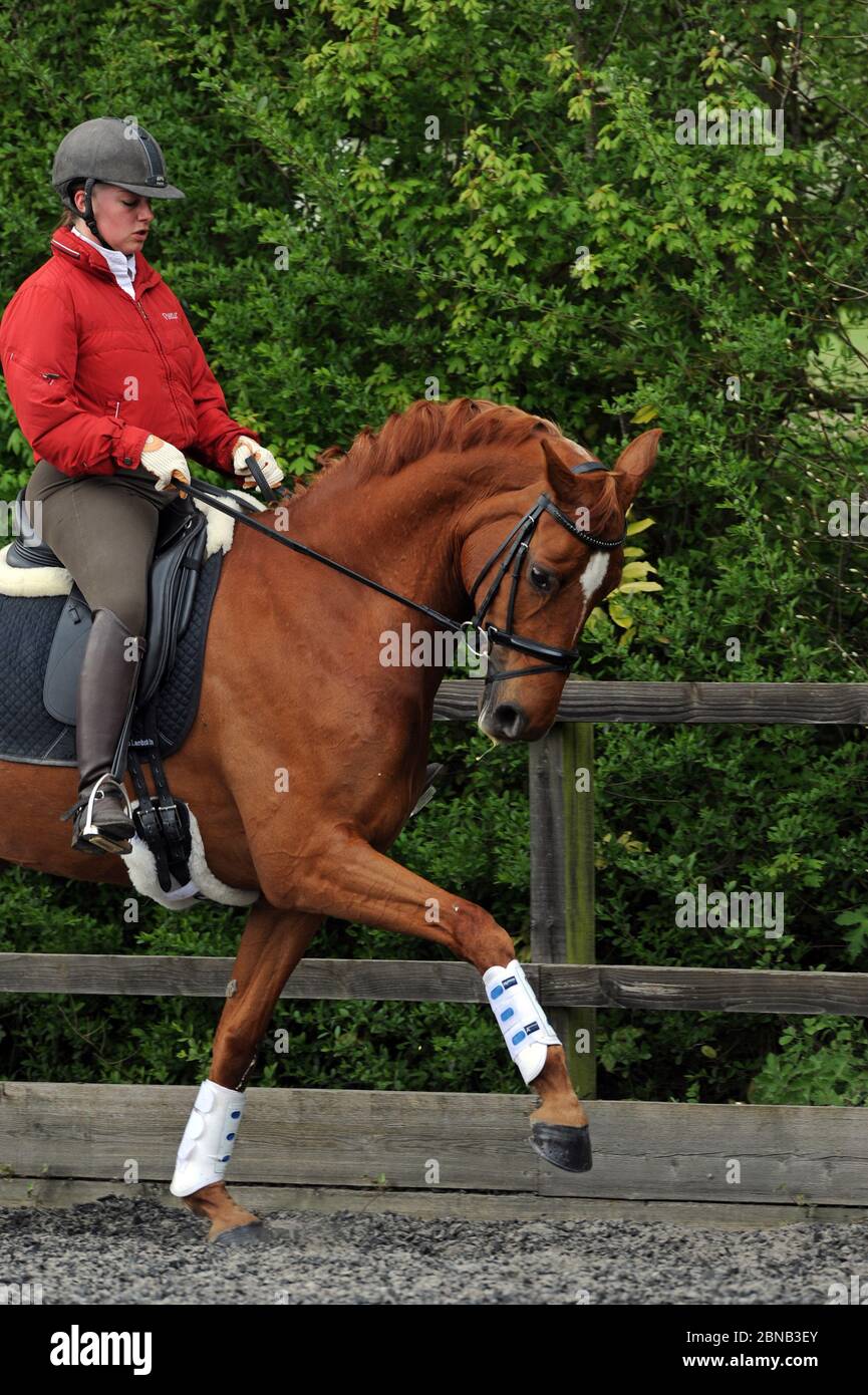 A Woman schools her horse in a riding school Stock Photo - Alamy