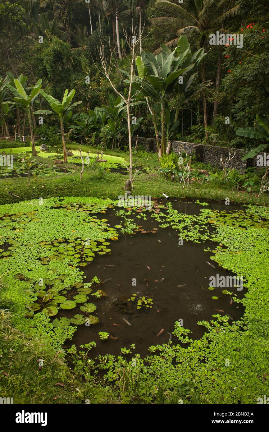 Vertical high angle view of the Holy Pond in the Holy Spring Water ...