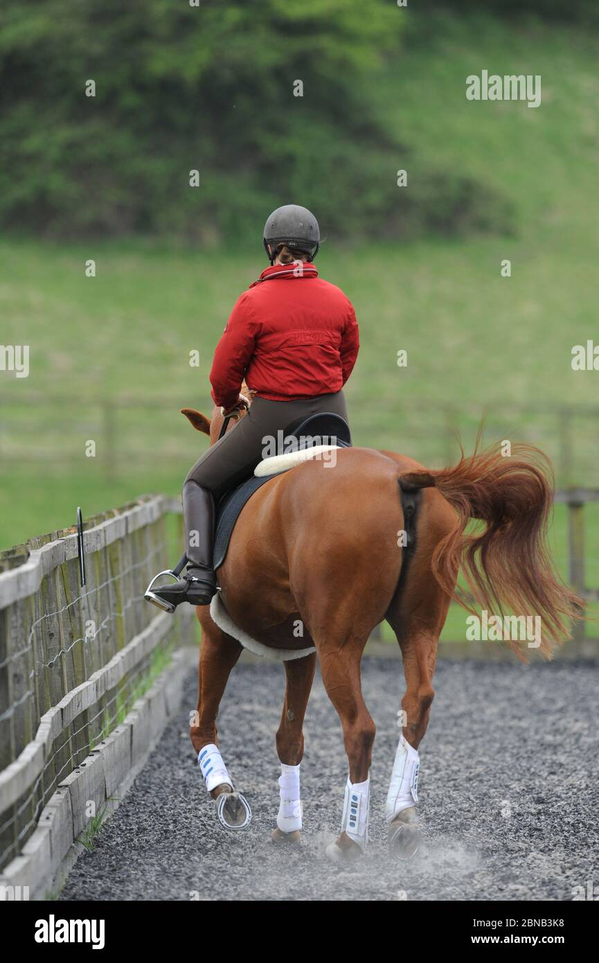 A Woman schools her horse in a riding school Stock Photo - Alamy