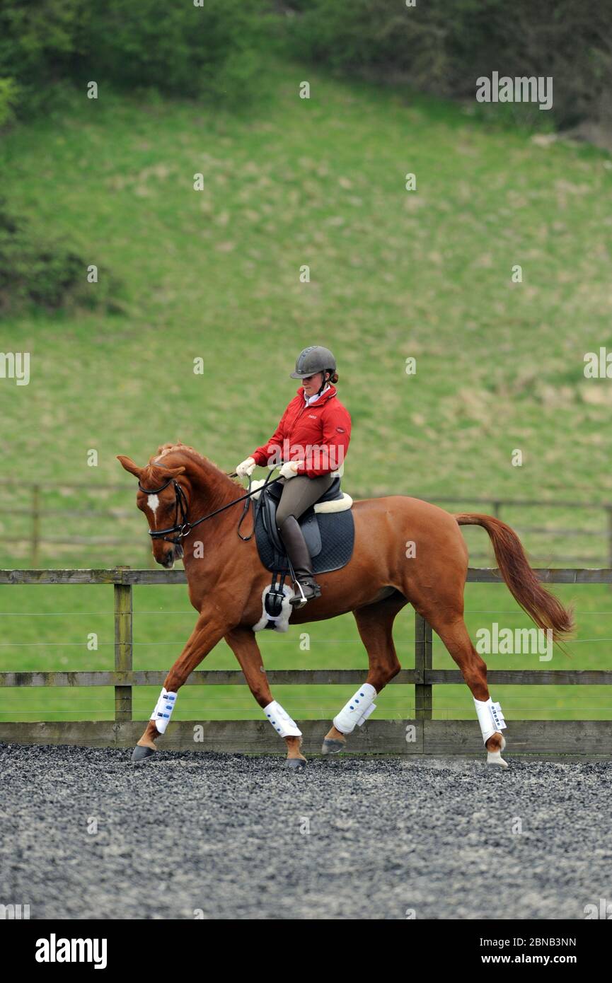 Dressage schools hi-res stock photography and images - Alamy