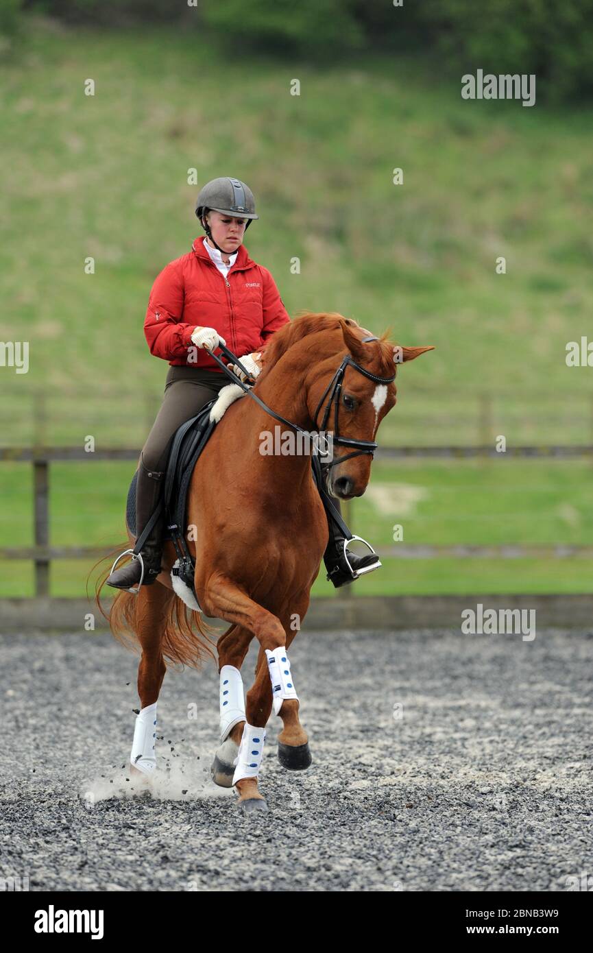 Equine schools hi-res stock photography and images - Alamy