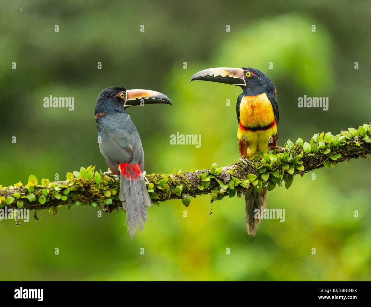 Two Collared Aracari's perched on a branch looking at each other Stock ...