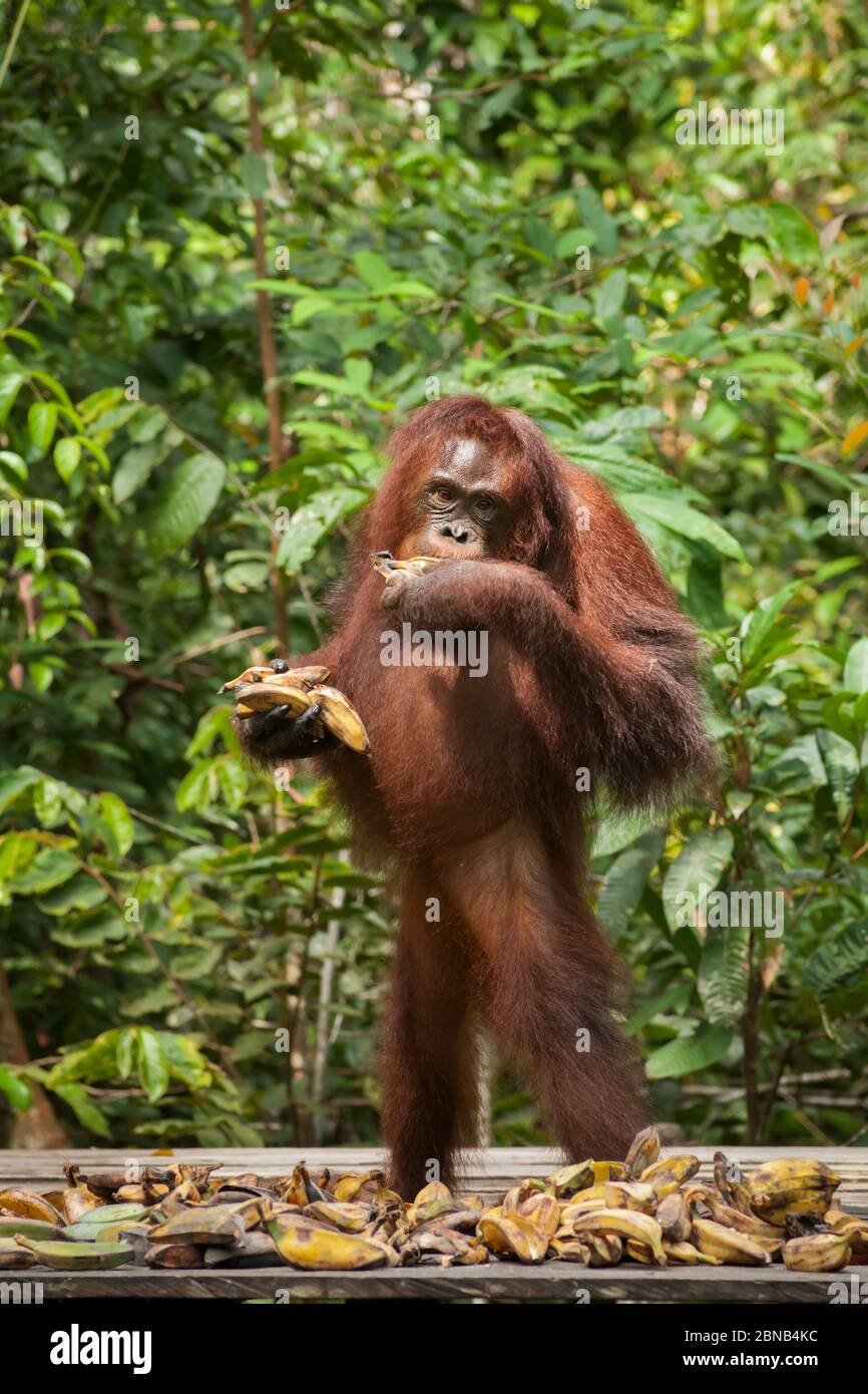 Orangutan standing hi-res stock photography and images - Alamy