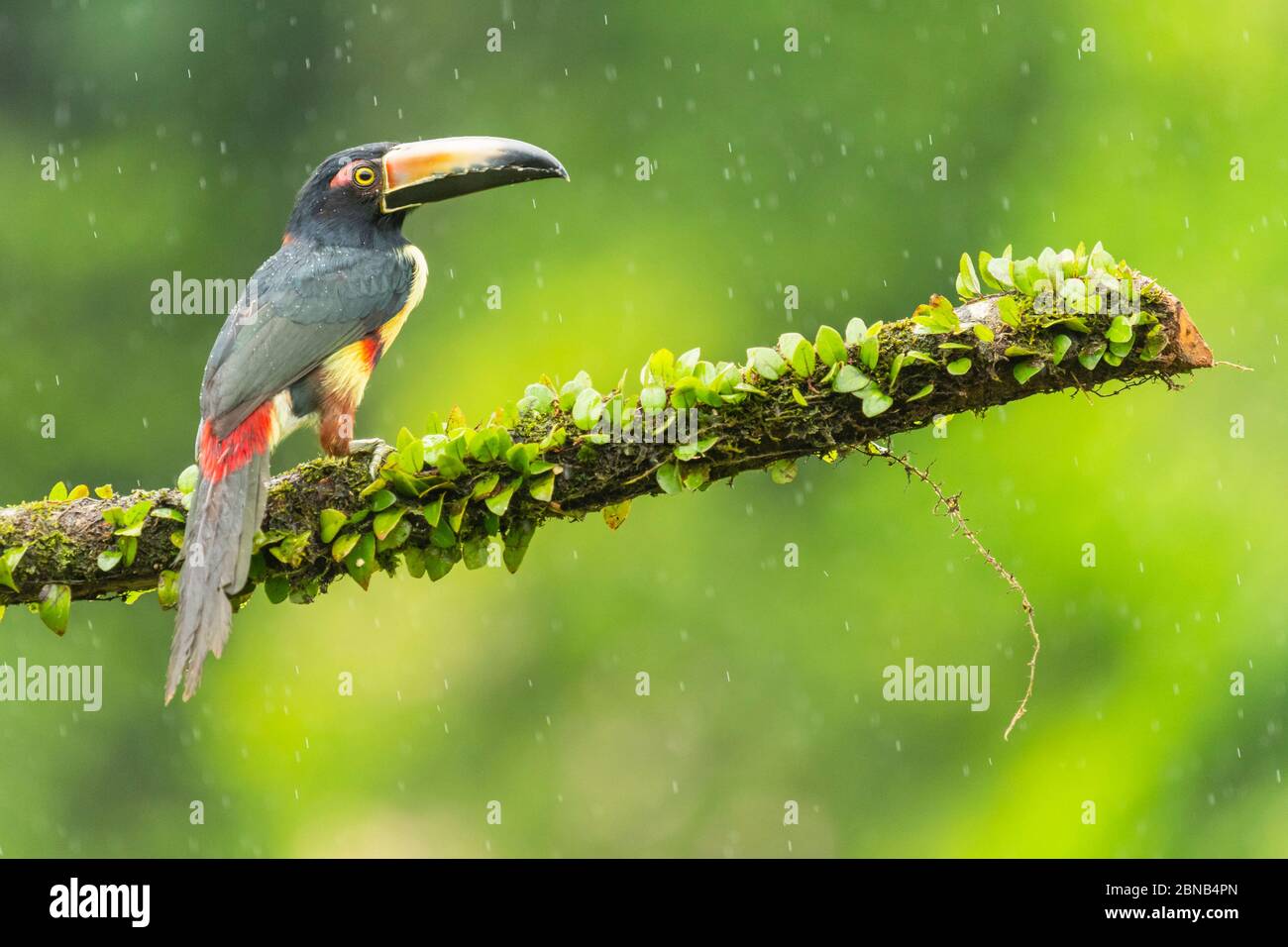 A Collared Aracari perched on a branch Stock Photo - Alamy