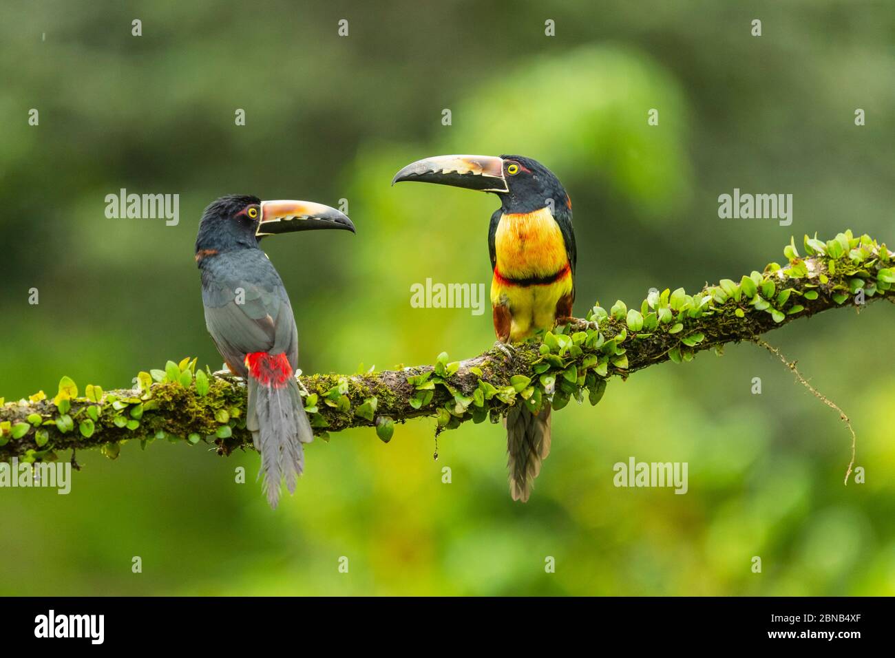 Two Collared Aracari's perched on a branch looking at each other Stock ...