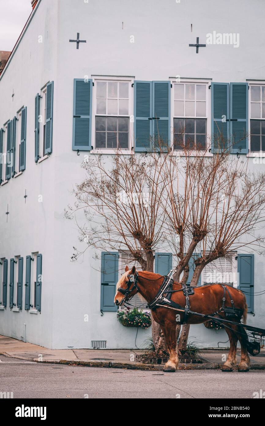 Vertical shot of a carriage horse in front of a building Stock Photo ...