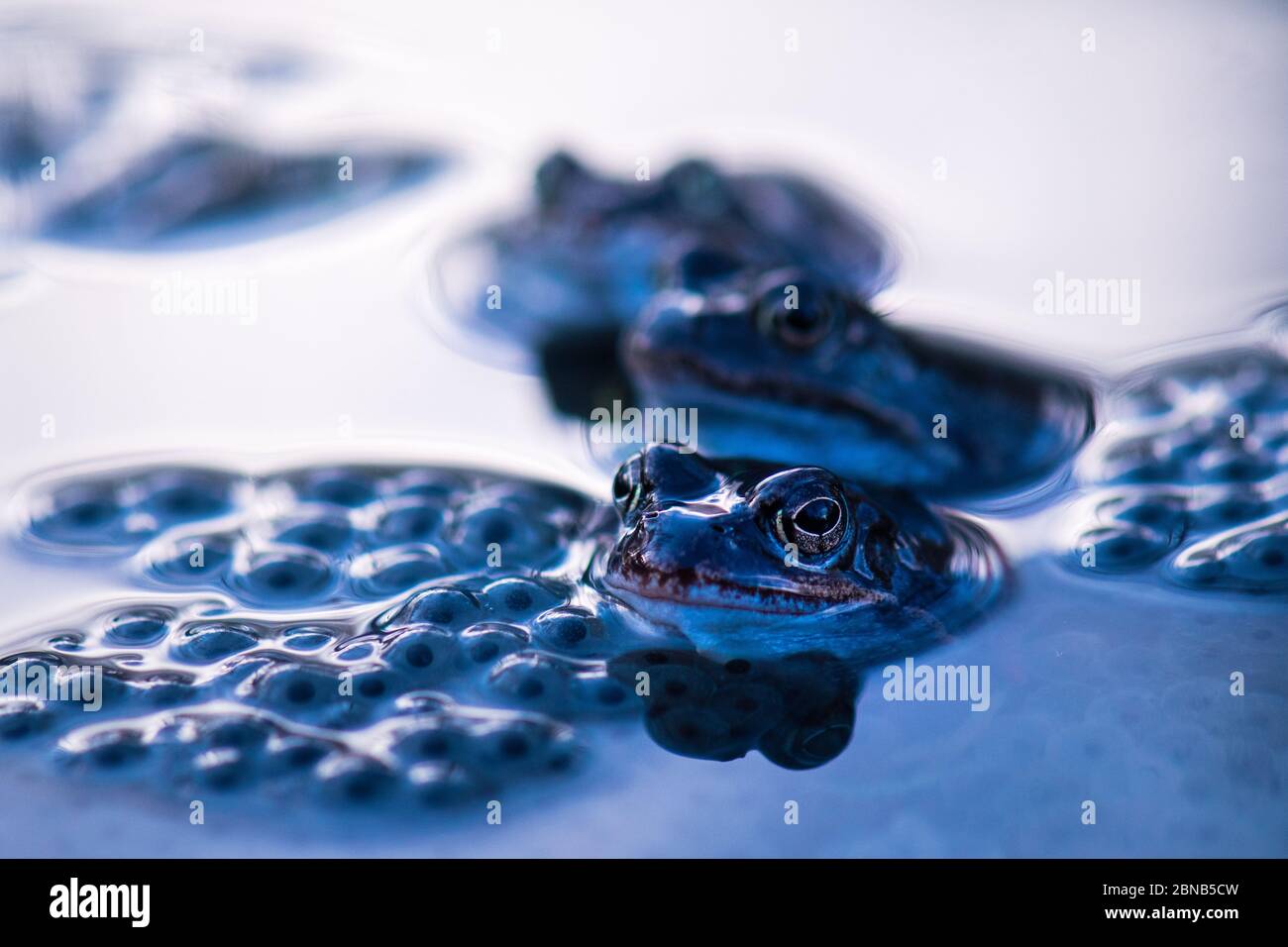 Frogs in water surrounded by frog eggs Stock Photo - Alamy