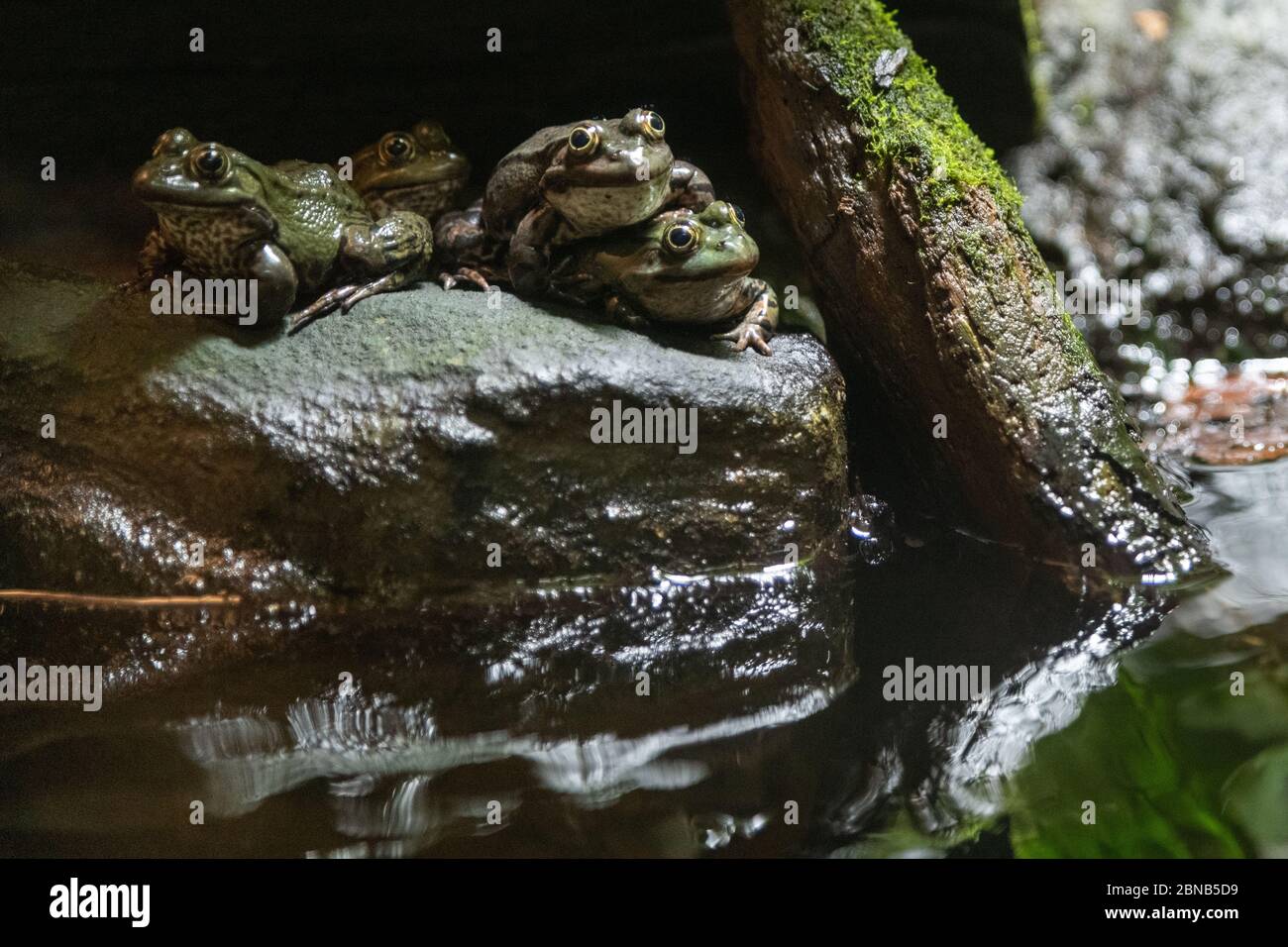 Group of frogs on a rock beside a stream of water Stock Photo - Alamy