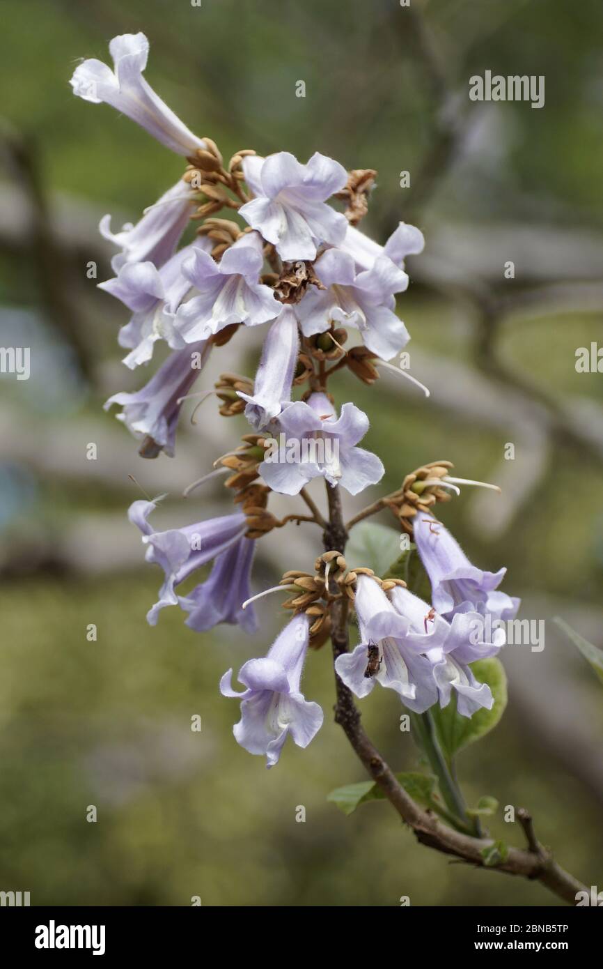 Foxglove tree (Paulownia tomentosa Stock Photo - Alamy