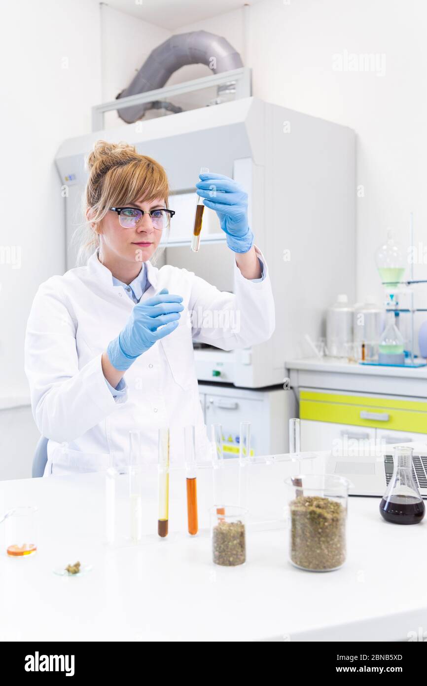 Female chemical scientist wearing glasses works with hemp CBD and CBDa ...