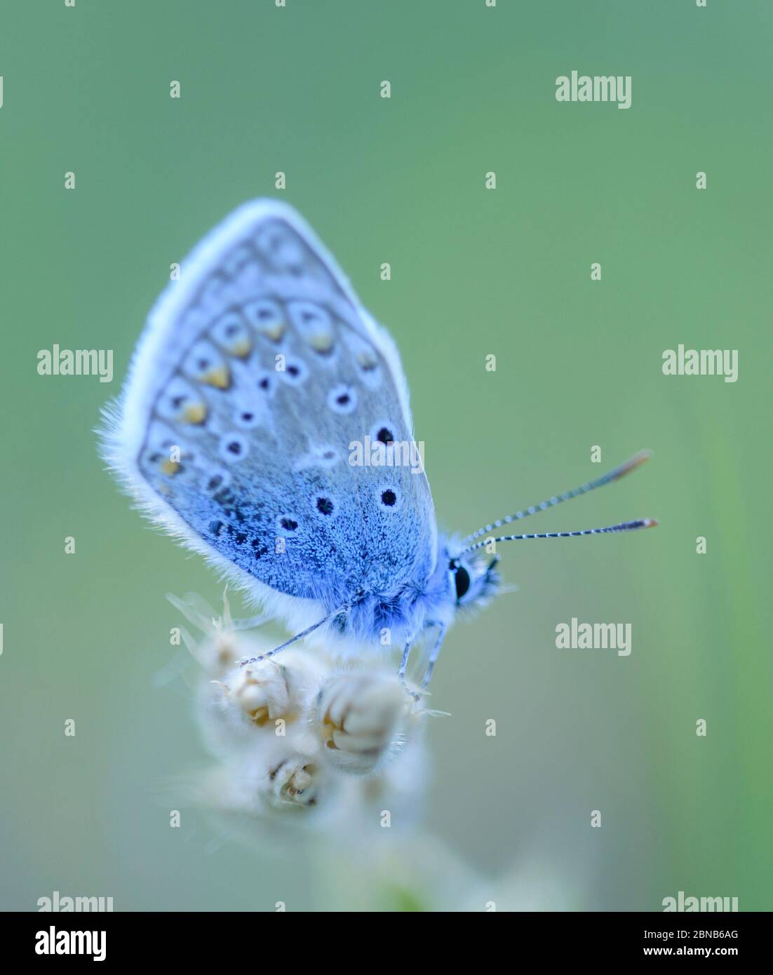 Close-up of a common blue butterfly Stock Photo - Alamy