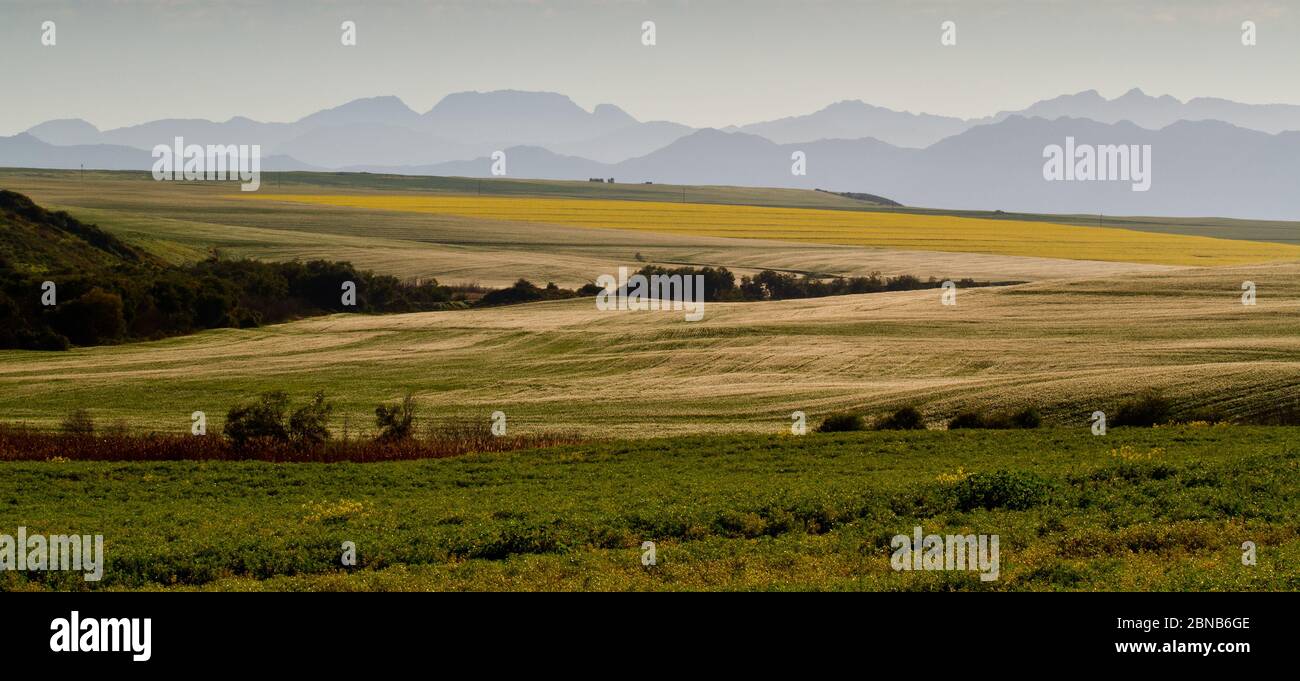 landscape of farm with canola flowers, Caledon, South Africa Stock ...