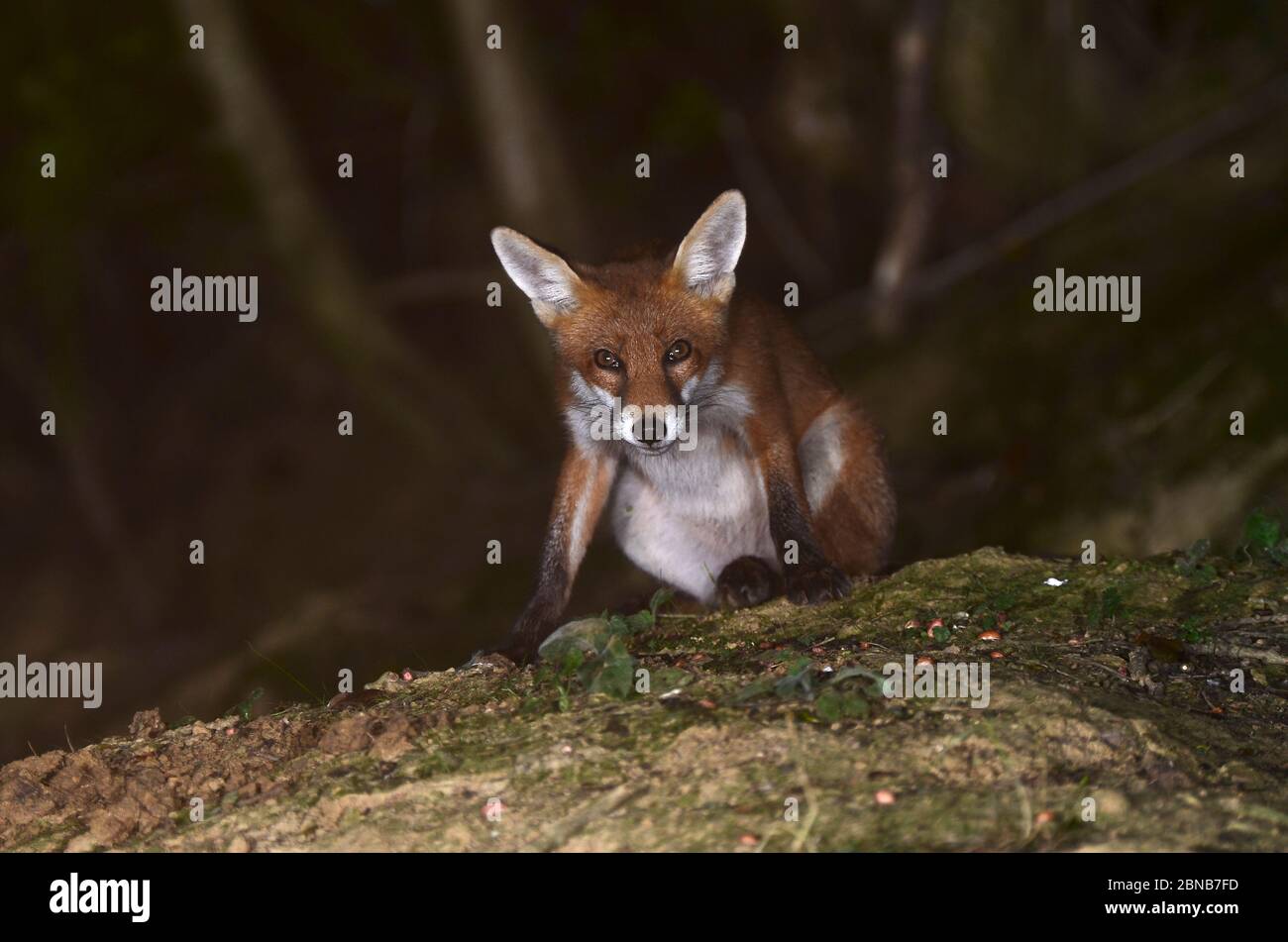 red fox vulpes vulpes Stock Photo - Alamy