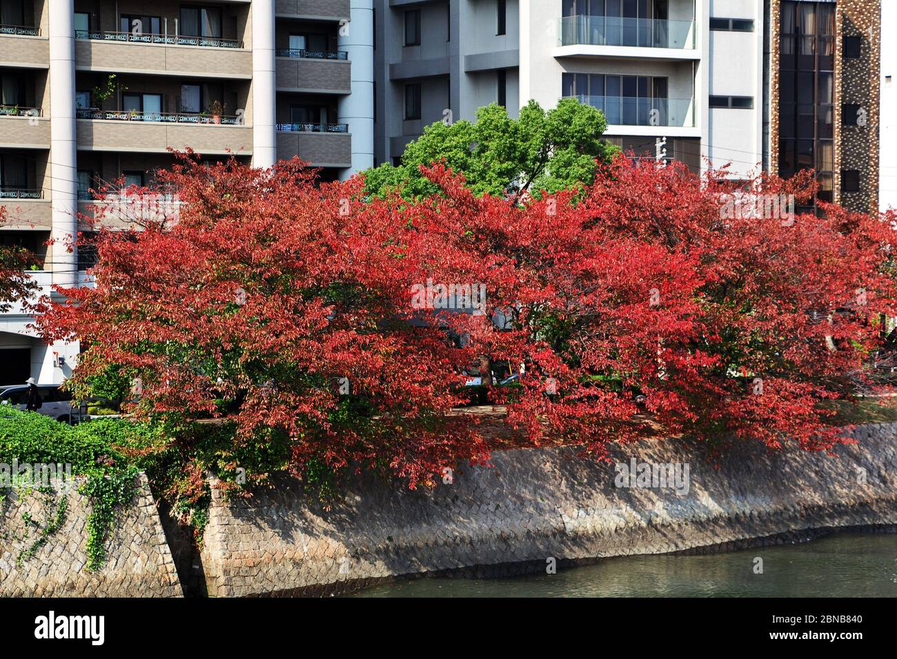Red maples Momiji in Hiroshima, Japan Stock Photo - Alamy