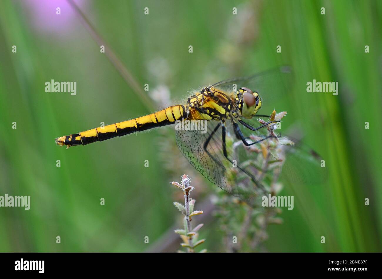 Black Darters High Resolution Stock Photography and Images - Alamy