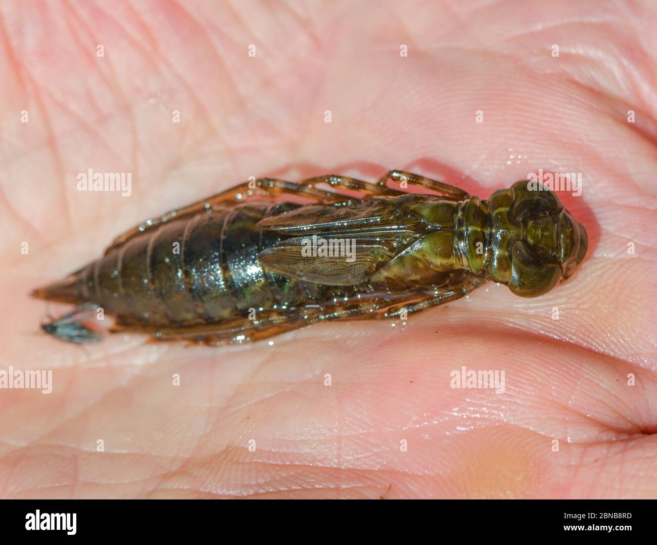 Ranger dragonfly hi-res stock photography and images - Alamy